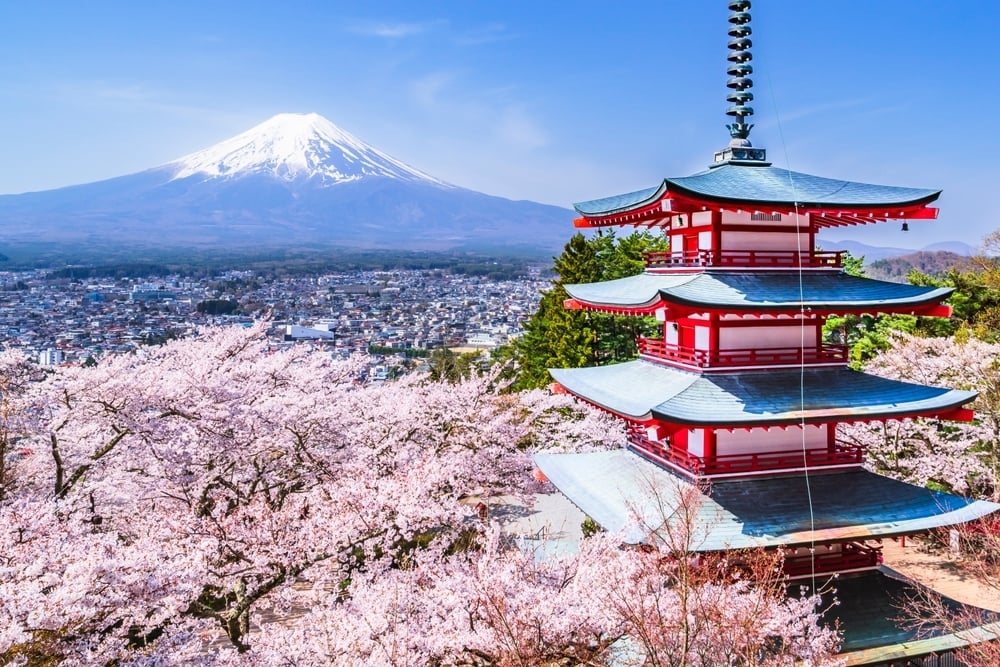 Cerejeiras no Japão: A flor de cerejeira e o fenómeno sakura