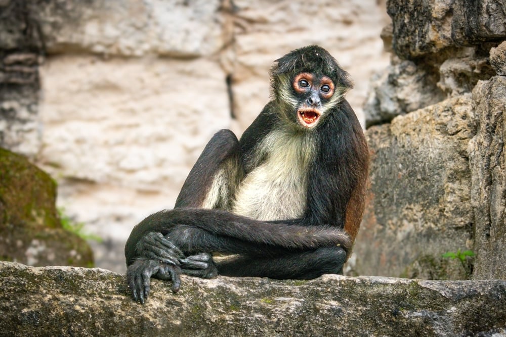 Visit Tikal and the Mayan temples in Guatemala